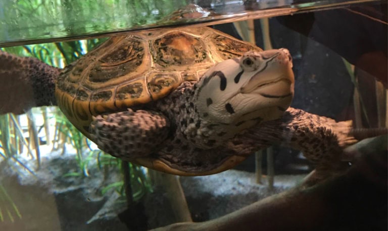 Wildlife Wednesday: Turtles - Teatown