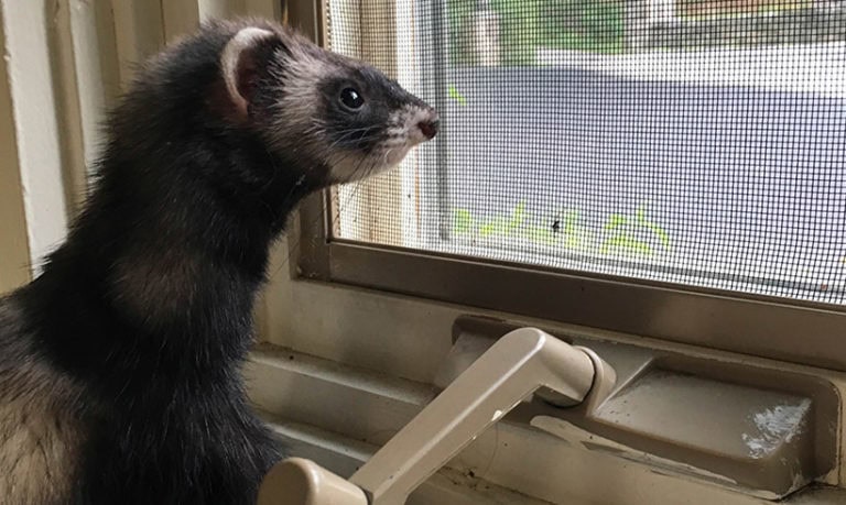 Wildlife Wednesday: Weasels (feat. Teatown ferrets) - Teatown