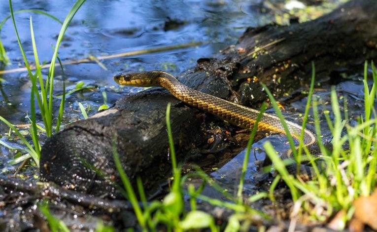 A Guide to Our Region's Snakes | Teatown