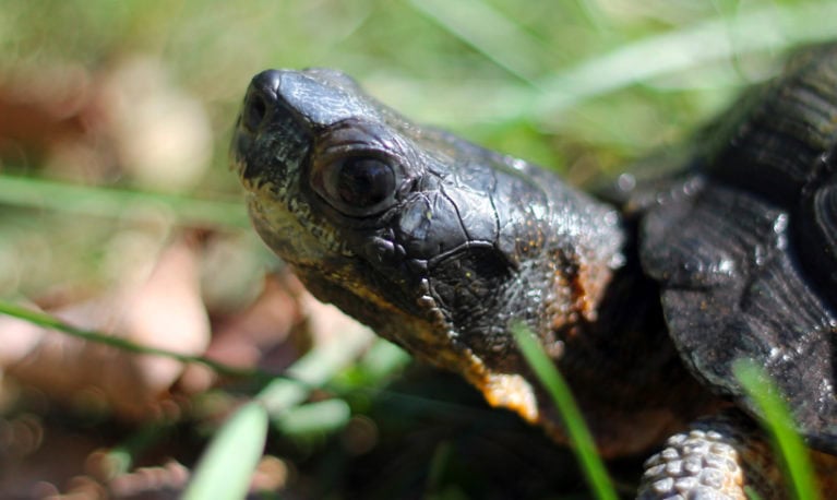 Seminar: Sustainability in the Age of Mass Extinction and Isolationism ...