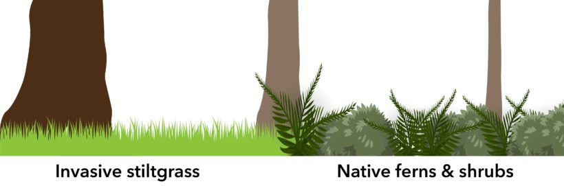 Invasive Plant Management - Teatown