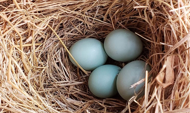 Animal Adventures: Egg-citing eggs! - Teatown