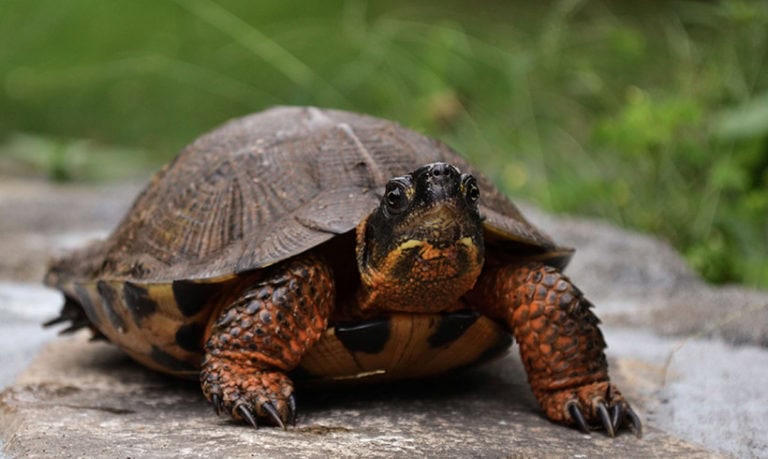 Reptiles Rule (Families) - Teatown