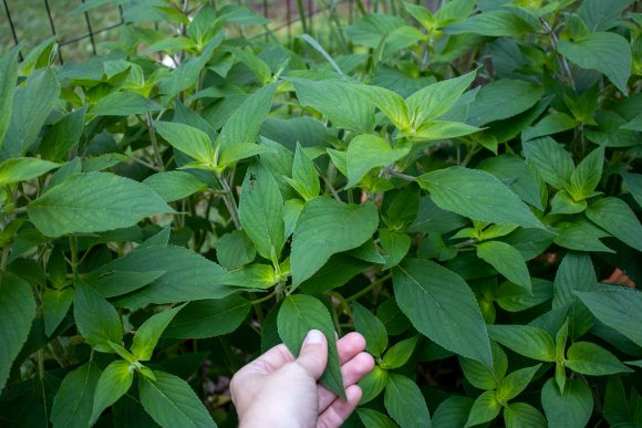 Cindy's Garden - Teatown