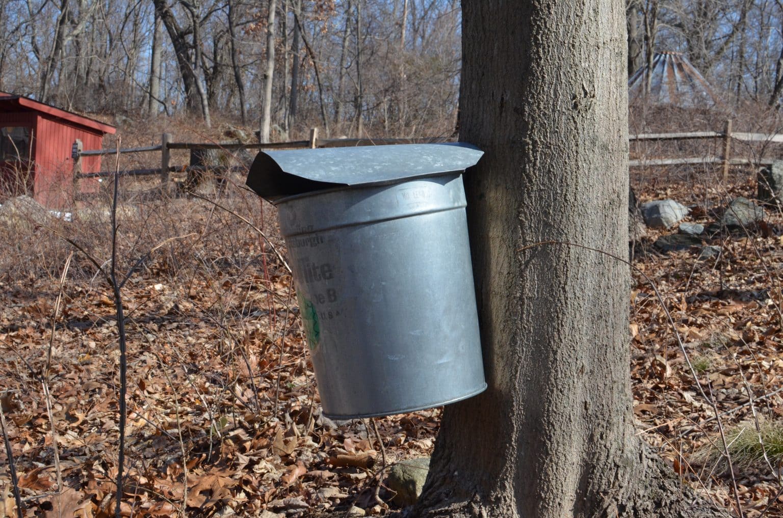Sugaring Days - Teatown