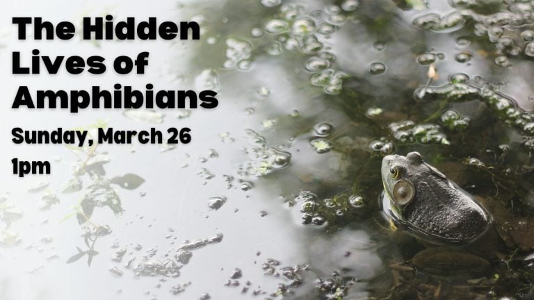 The Hidden Lives of Amphibians - Teatown