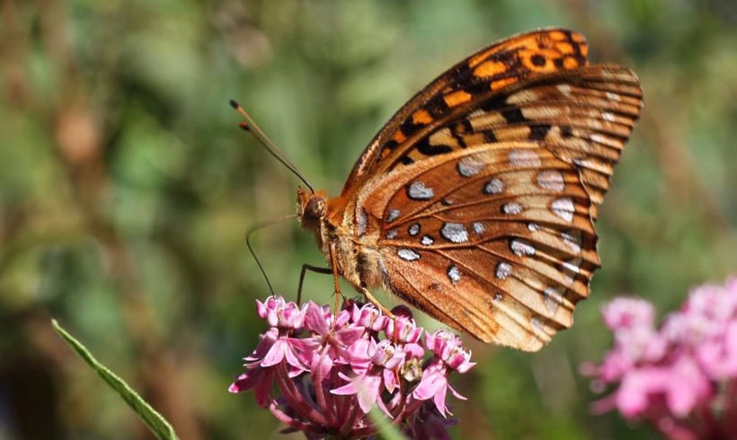North American Butterfly Association meeting - Teatown