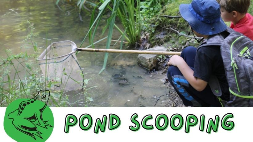 Pond Scooping - Teatown