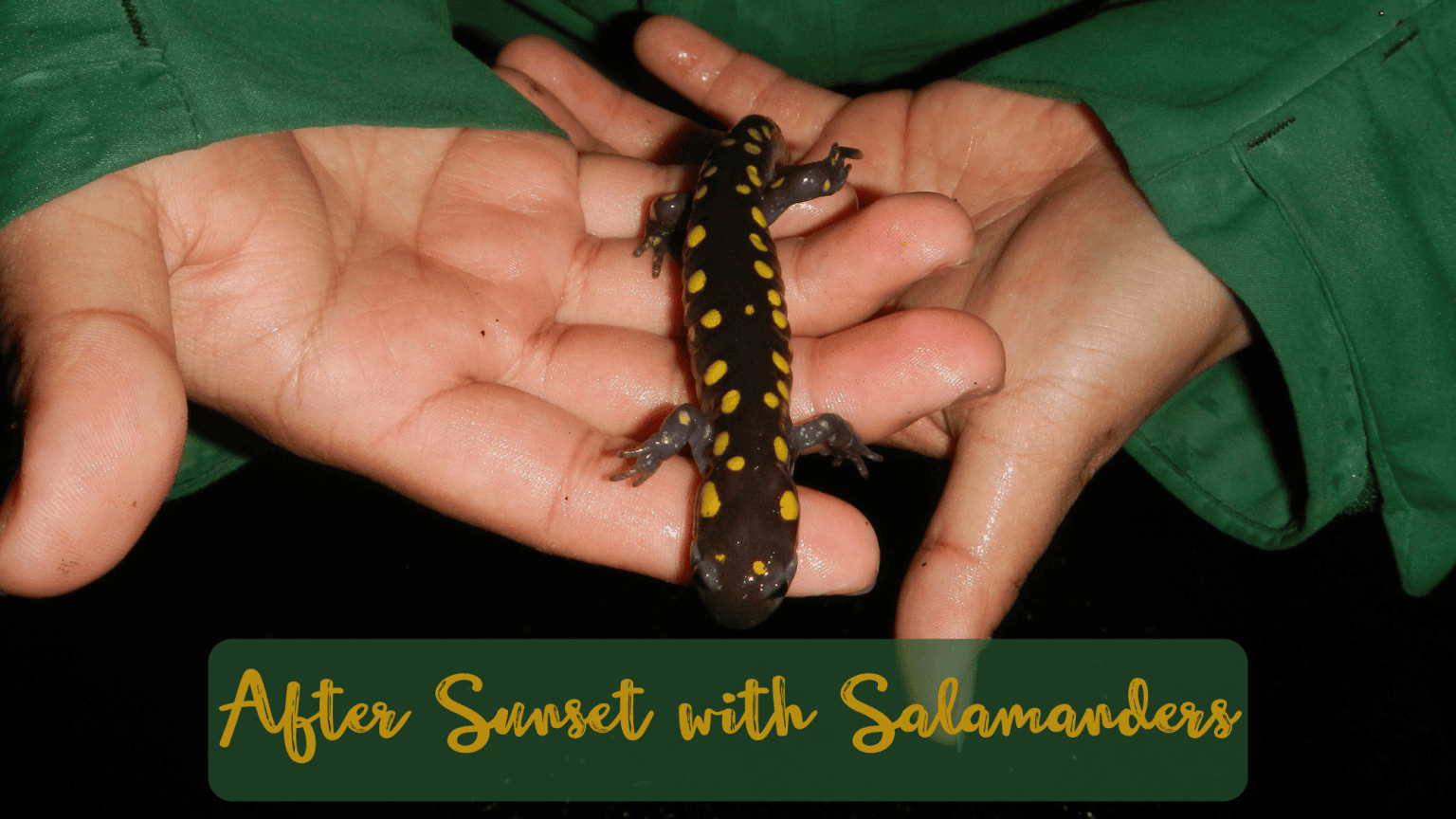 Public Programs and Events - Teatown