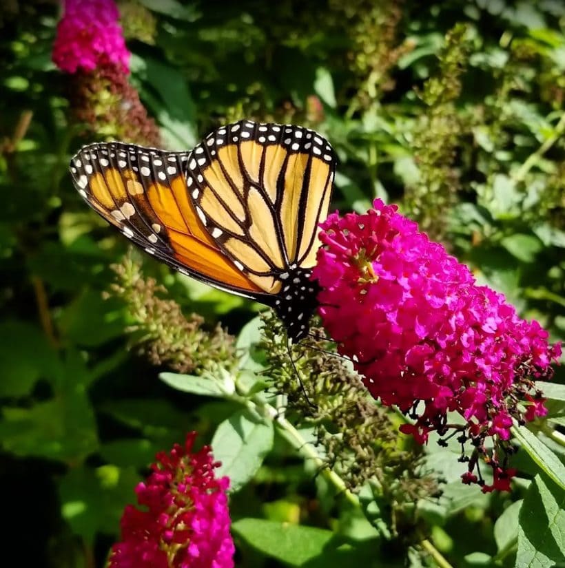 Project Monarch Health: Monarch Citizen Science - Teatown